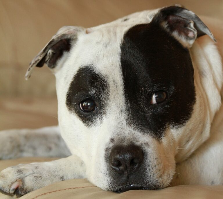 Staffie Shedding: Common Causes & How To Prevent It - Staffieclub.com